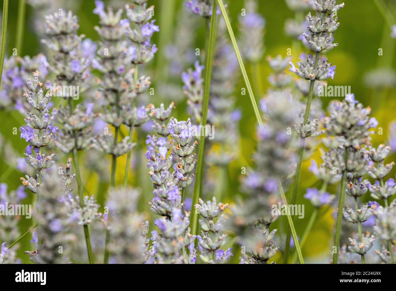 Lavender flowers in the garden Stock Photo - Alamy