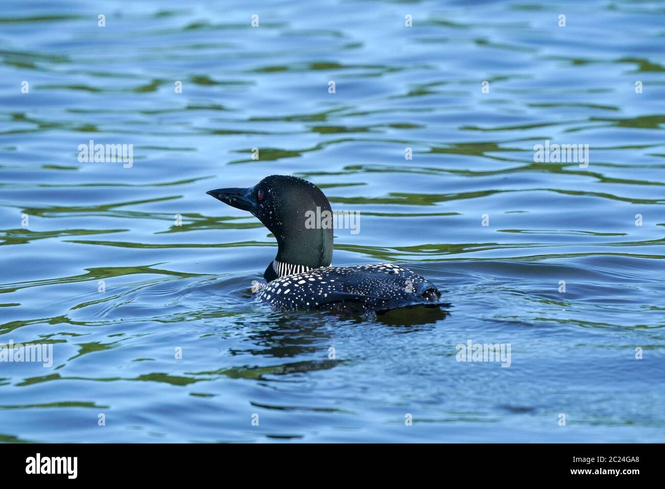 Common Loon swimming on lake Stock Photo - Alamy