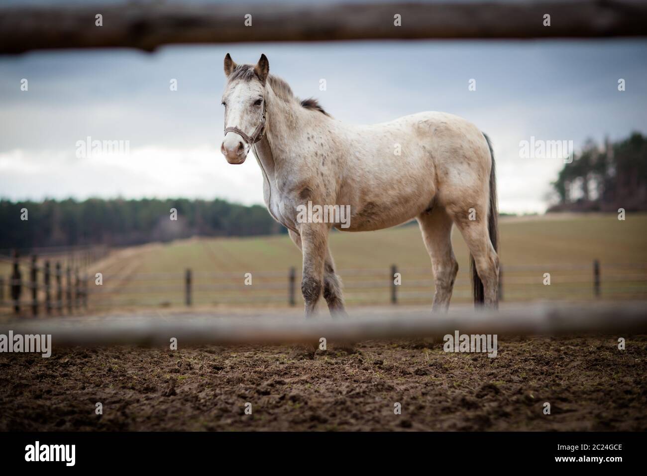 Horse at a stable (color toned image; shallow DOF Stock Photo - Alamy