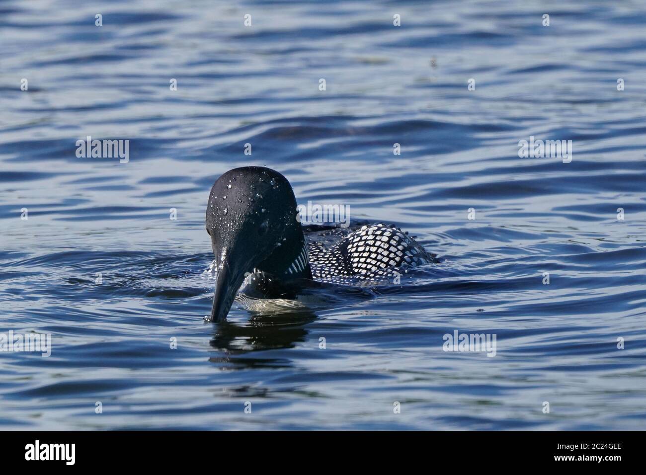Common Loon swimming on lake Stock Photo - Alamy