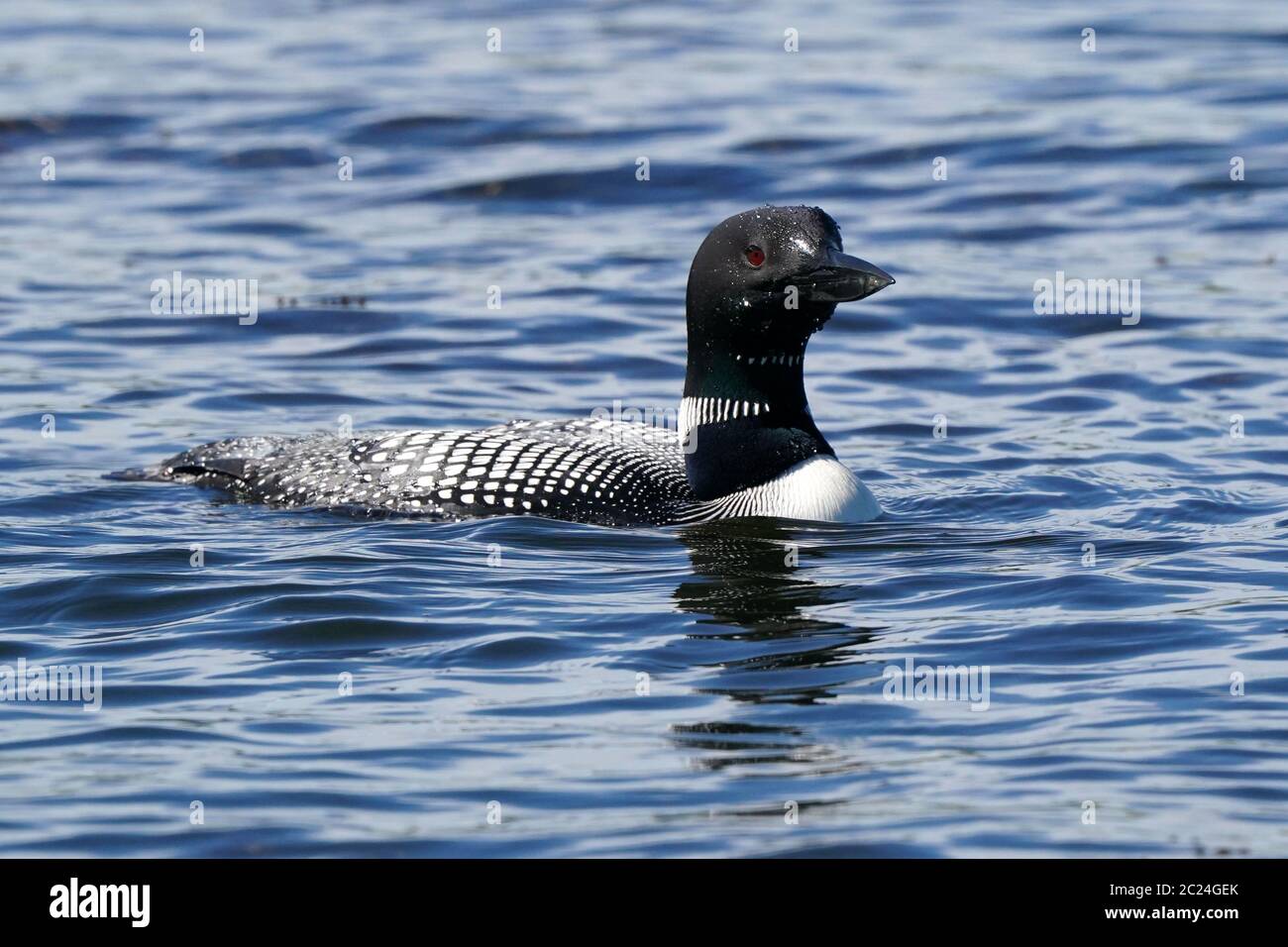 Common Loon swimming on lake Stock Photo - Alamy