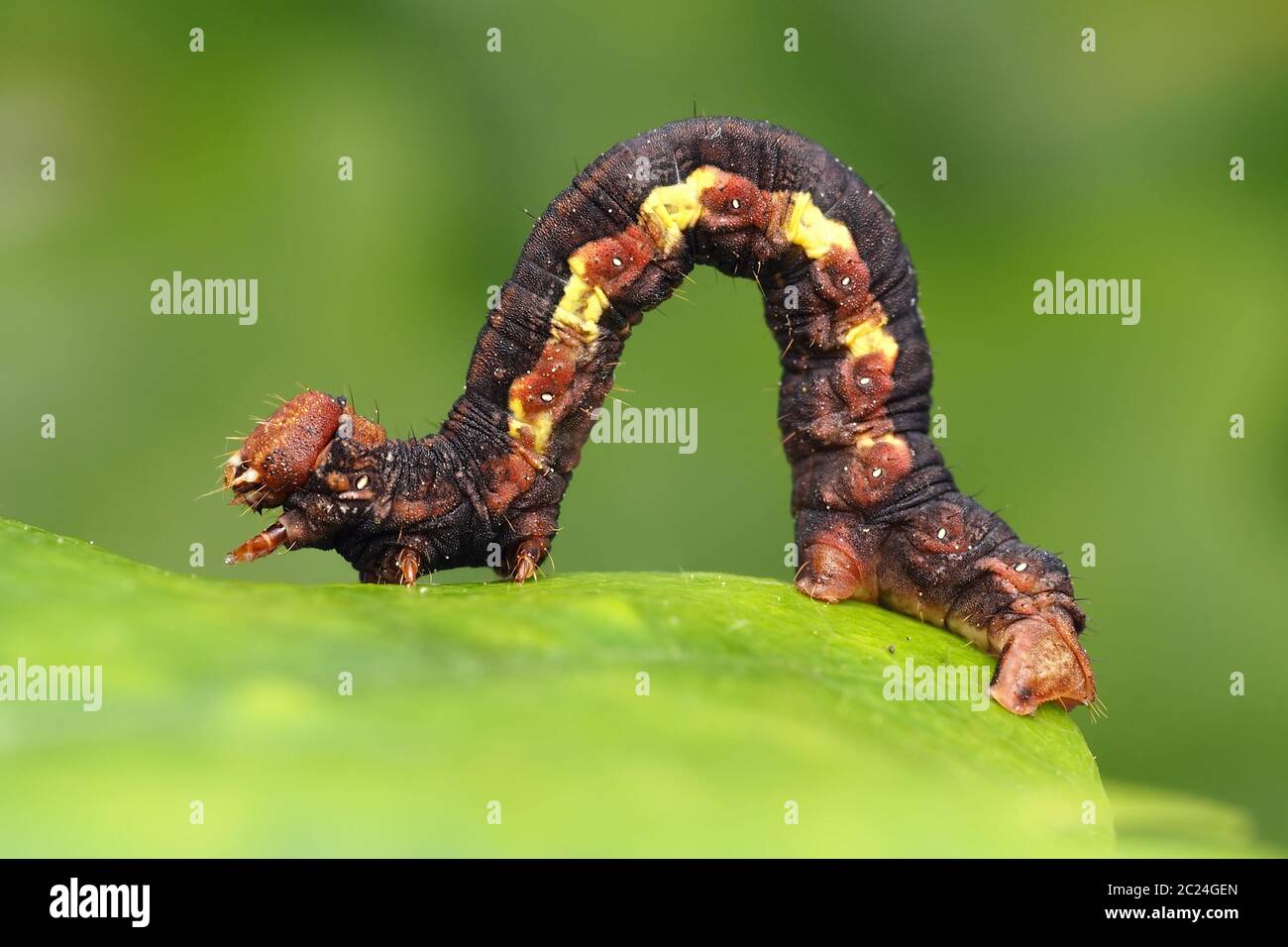 Moth caterpillar oak leaf hi-res stock photography and images - Alamy