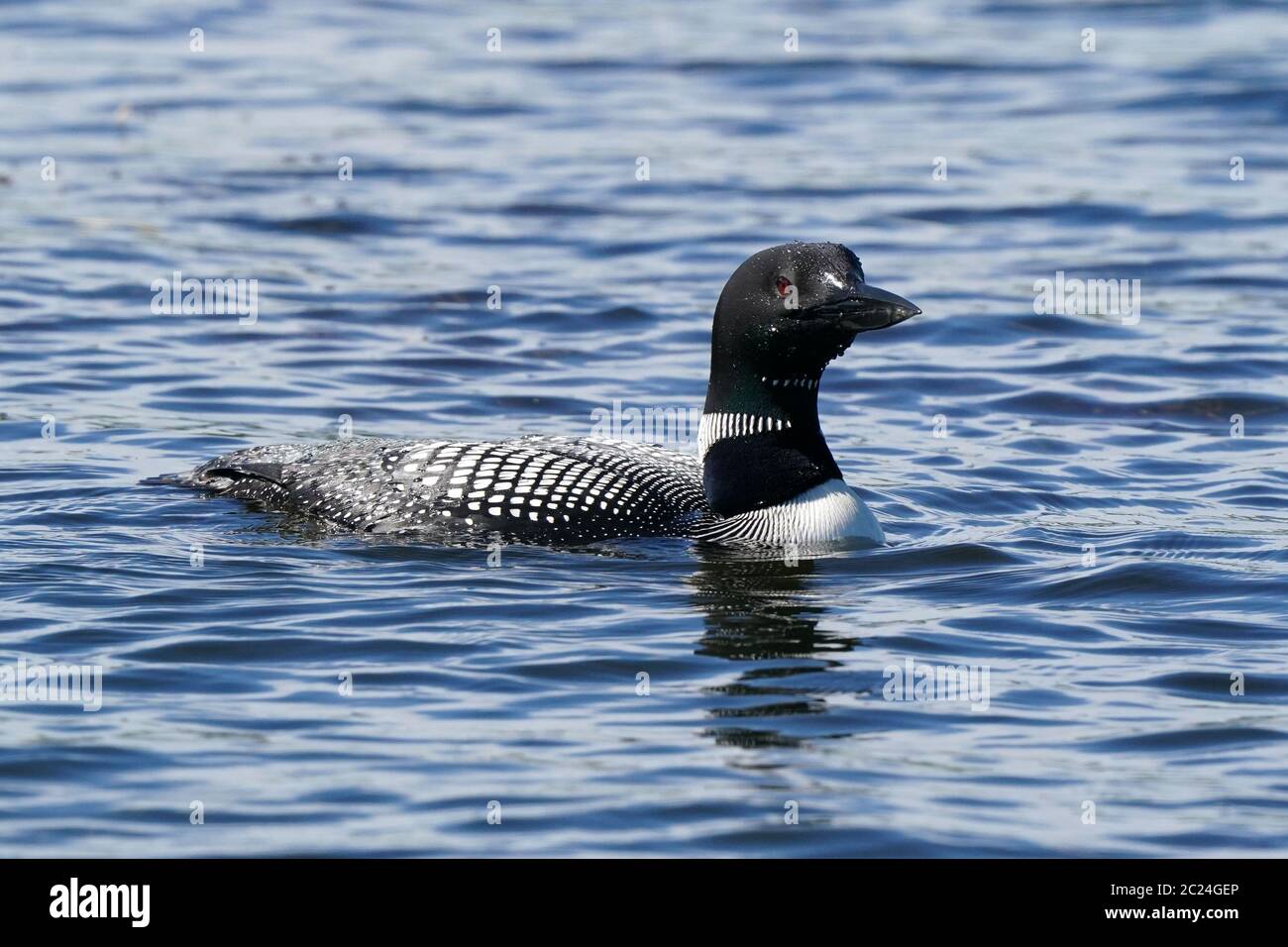 Common Loon swimming on lake Stock Photo - Alamy
