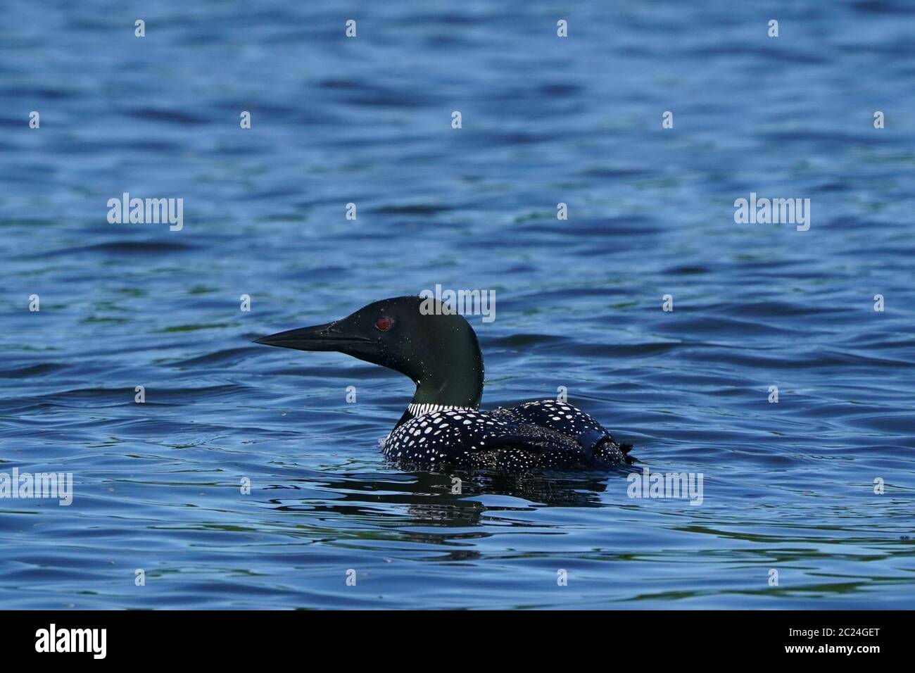 Common Loon swimming on lake Stock Photo - Alamy