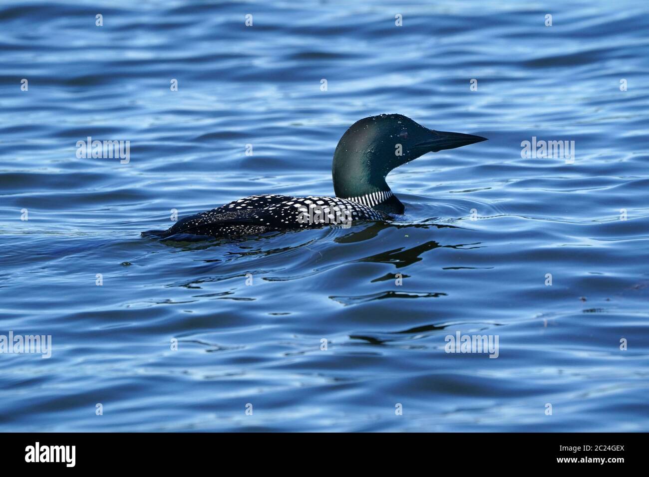 Common Loon swimming on lake Stock Photo - Alamy