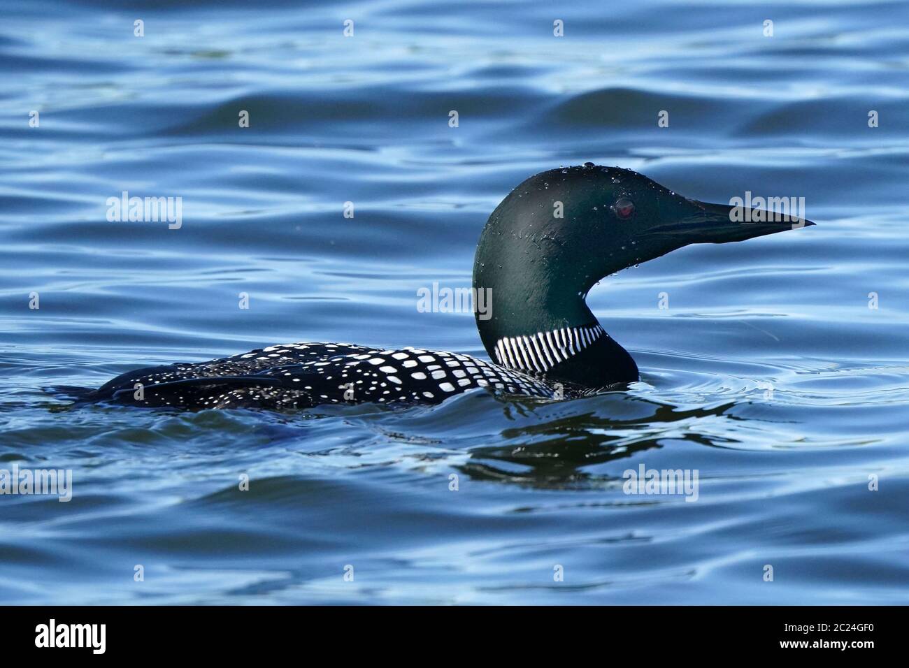 Common Loon swimming on lake Stock Photo - Alamy