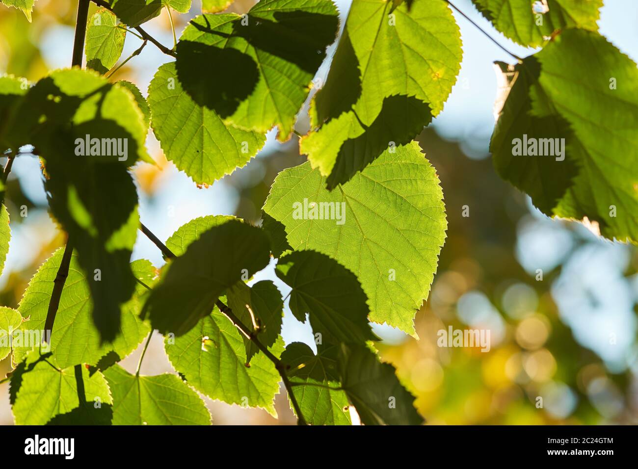 Largeleaved linden hi-res stock photography and images - Alamy