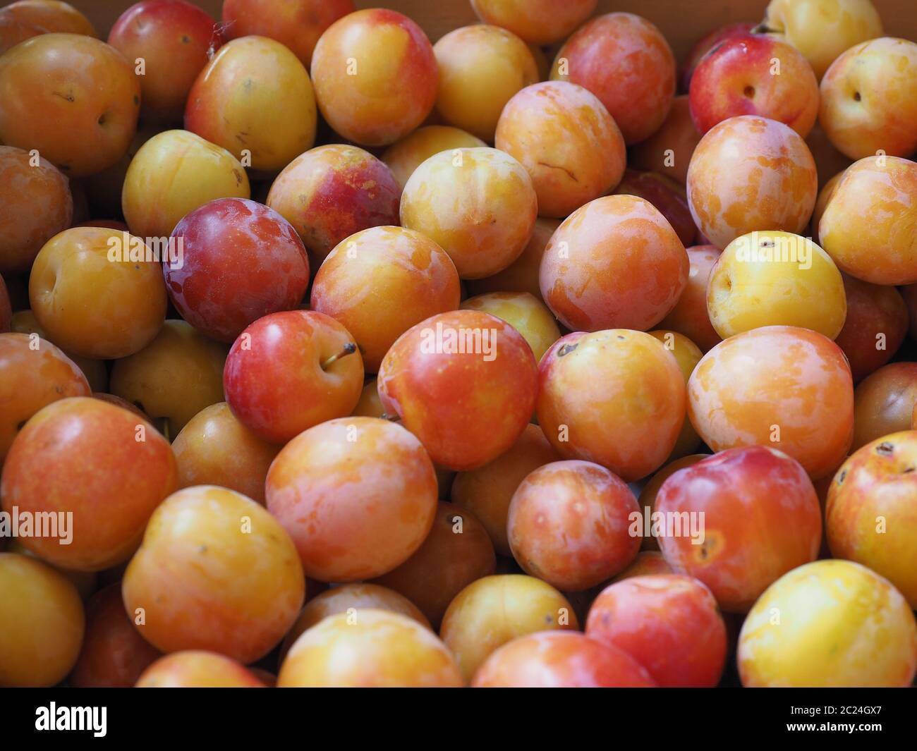 plum prune (Prunus domestica) aka European plum fruit vegetarian food ...