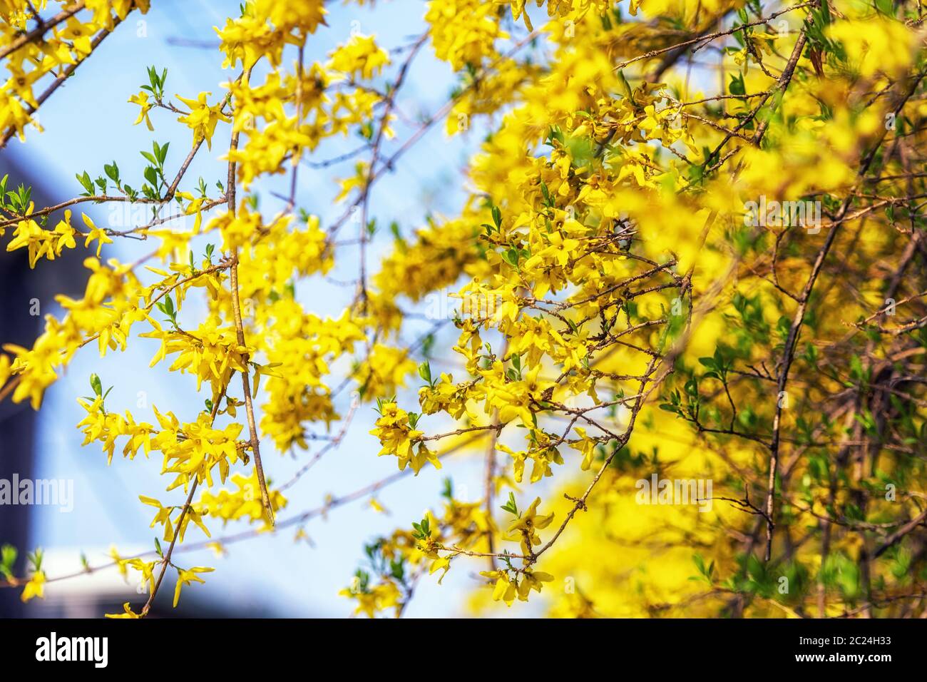 yellow forsythia flowers Stock Photo - Alamy