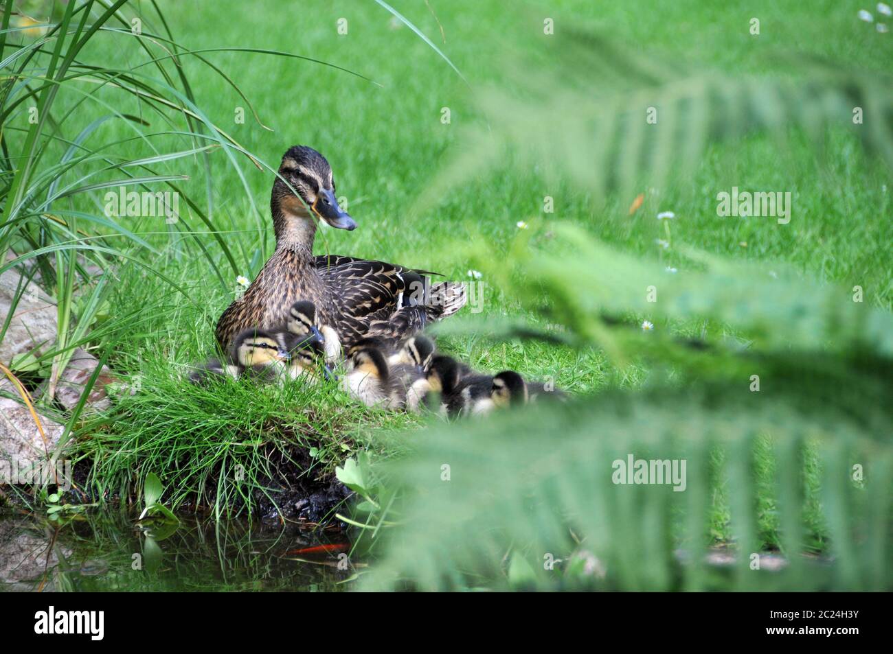 duck with chicks Stock Photo - Alamy