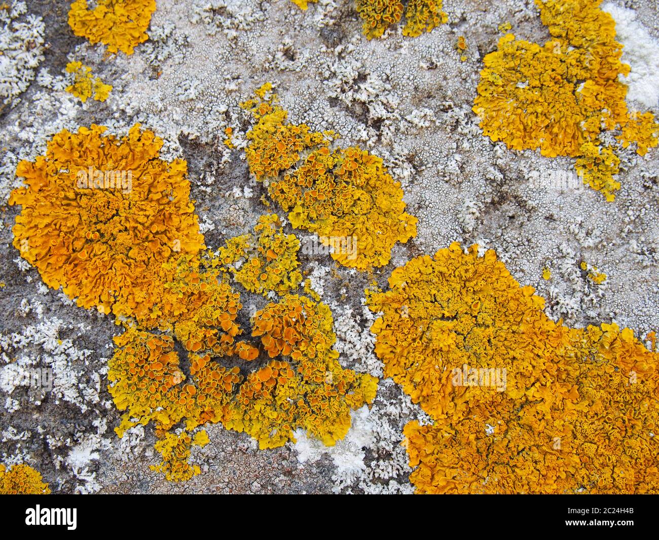 Fungus growing on rocks hi-res stock photography and images - Alamy