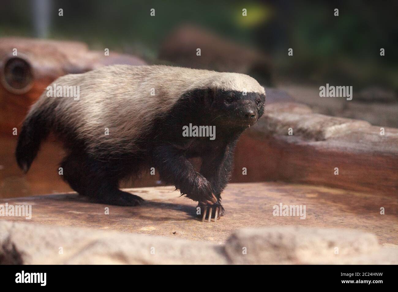 Mellivora Capensis High Resolution Stock Photography and Images - Alamy