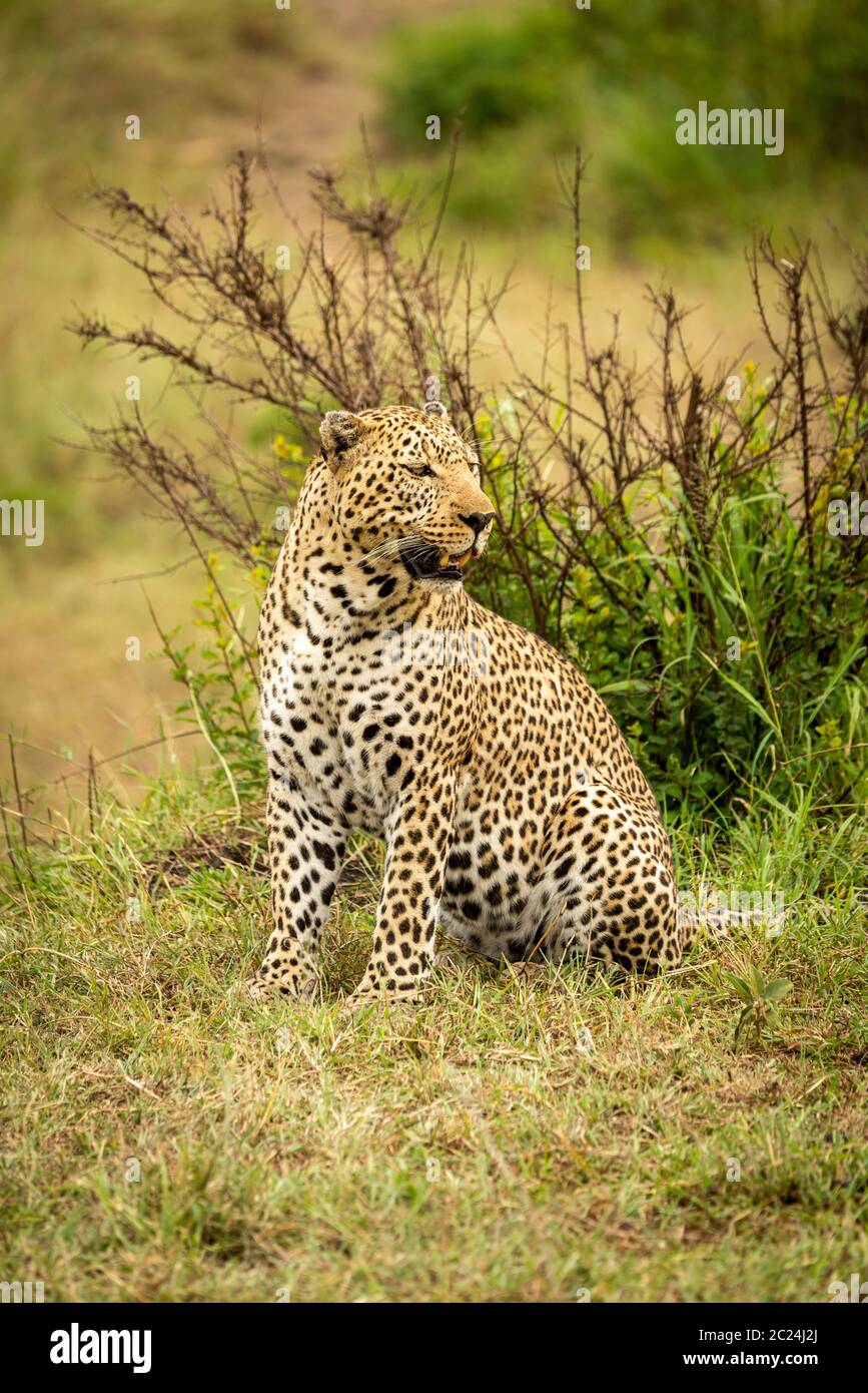 On grass bank hi-res stock photography and images - Alamy