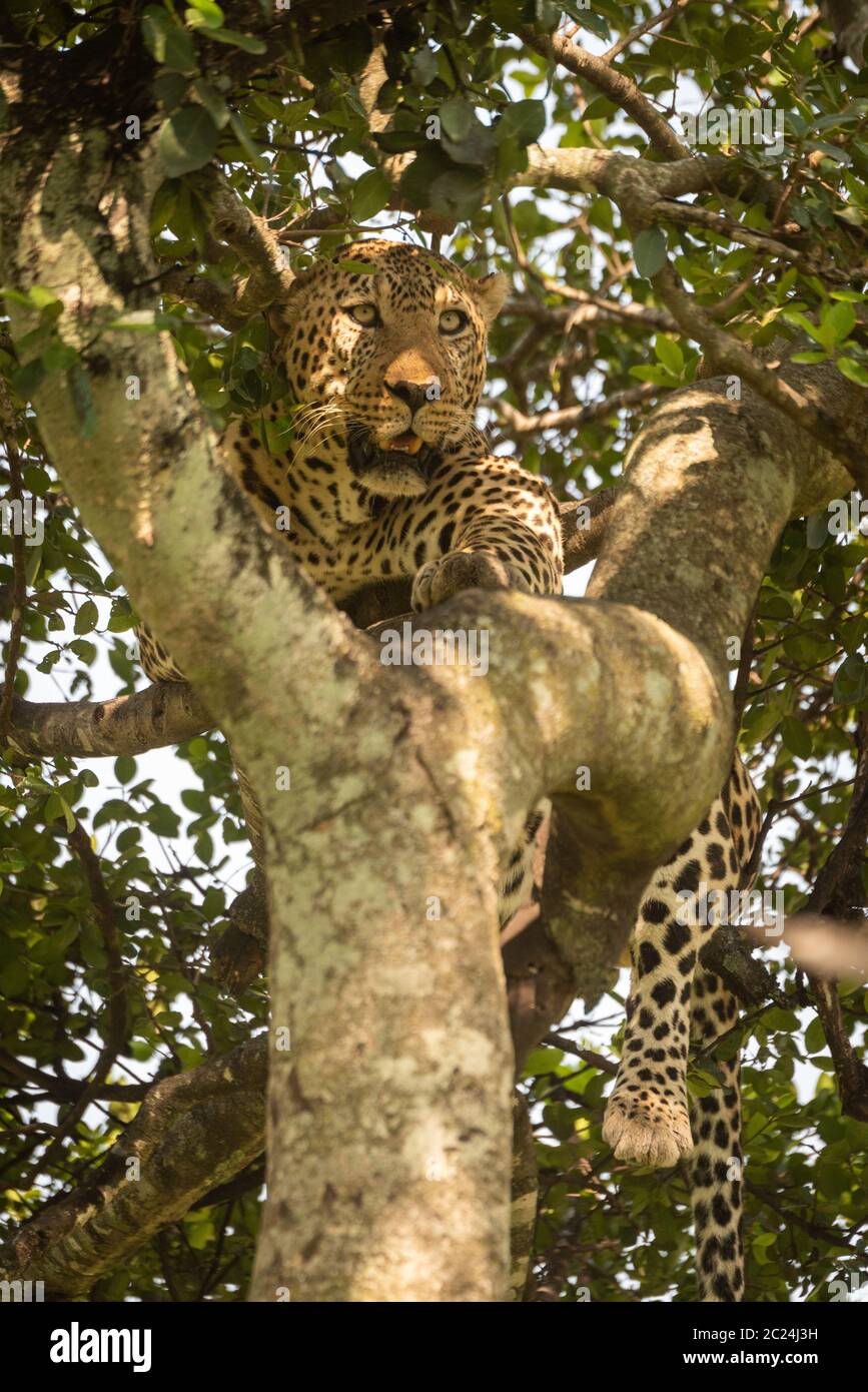 Leopard in tree looking savannah hi-res stock photography and images ...