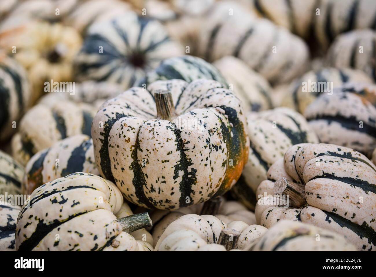 Pumpkin collection in a country store Stock Photo - Alamy