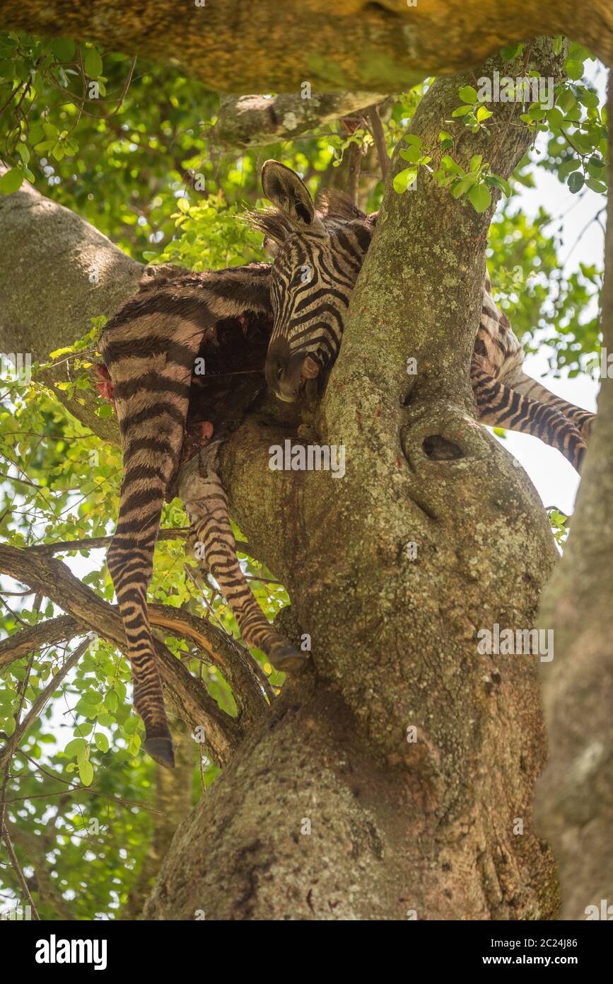Dead zebra carcass hi-res stock photography and images - Alamy