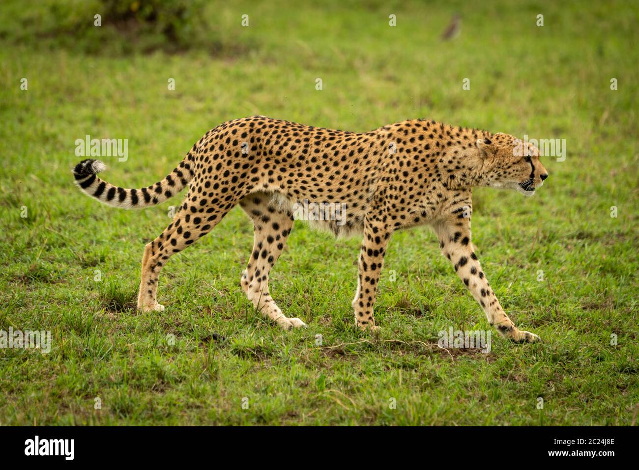 Female cheetah crosses short grass in shade Stock Photo - Alamy