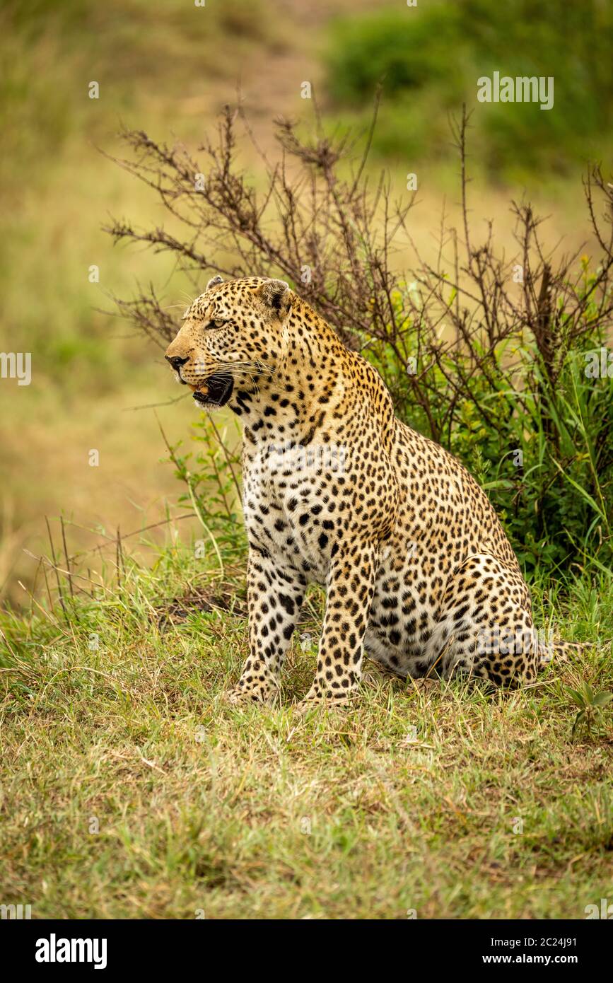 On grass bank hi-res stock photography and images - Alamy