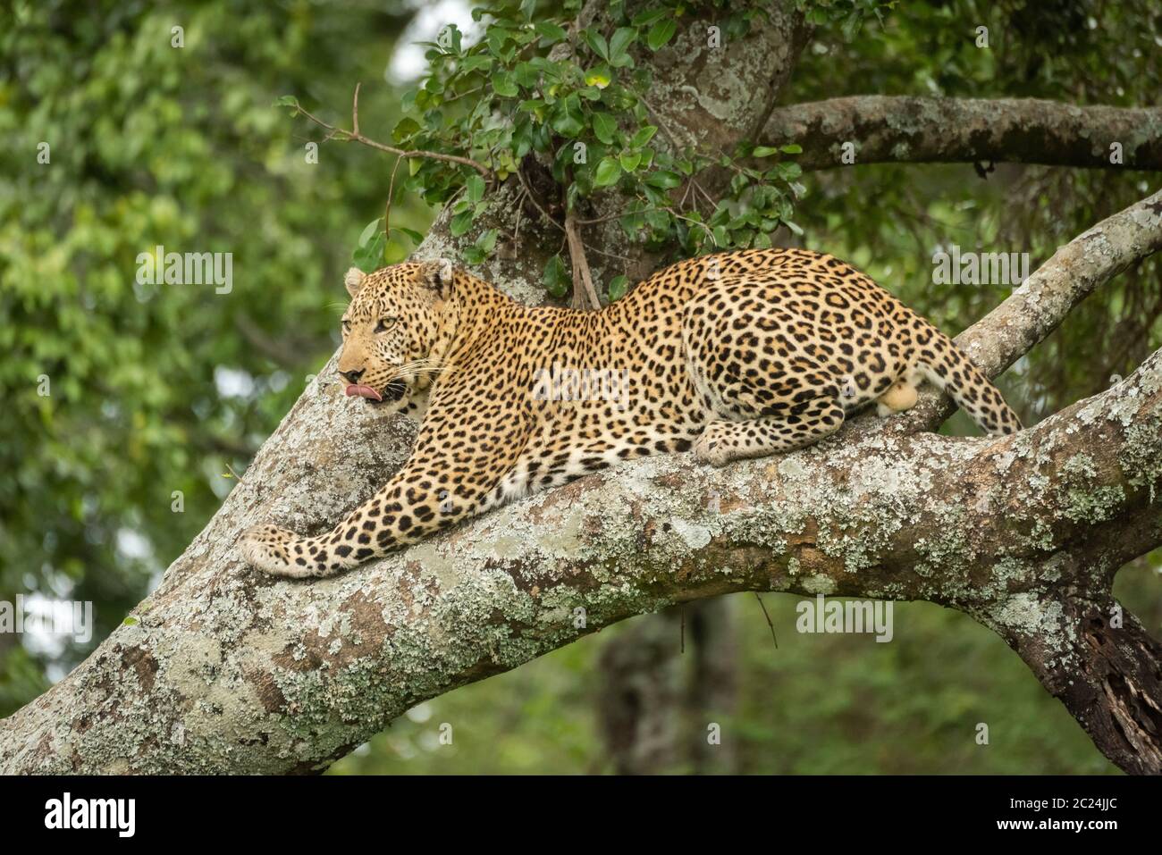 Leopard licking its lips hi-res stock photography and images - Alamy