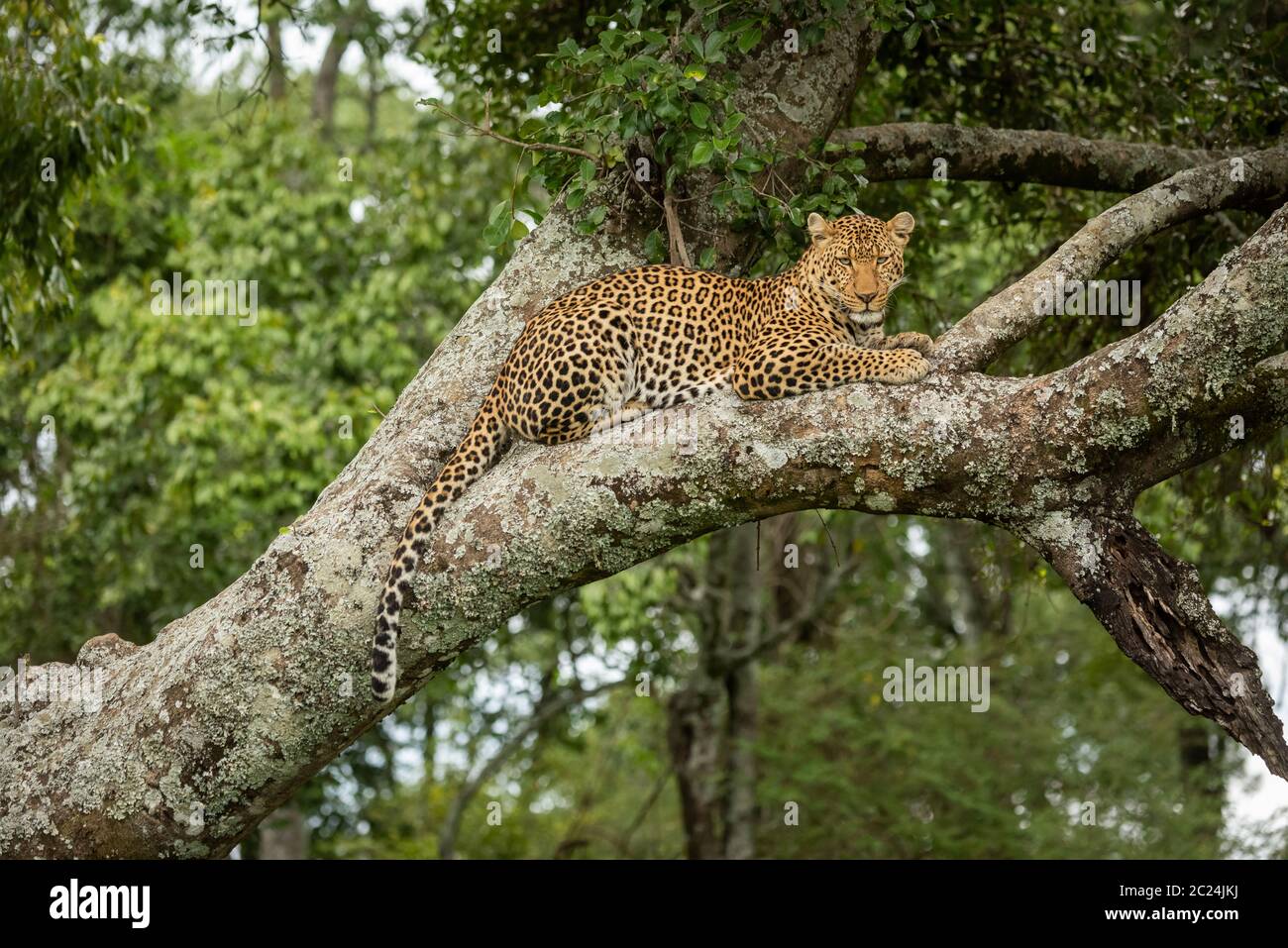 Dangling from tree hi-res stock photography and images - Alamy