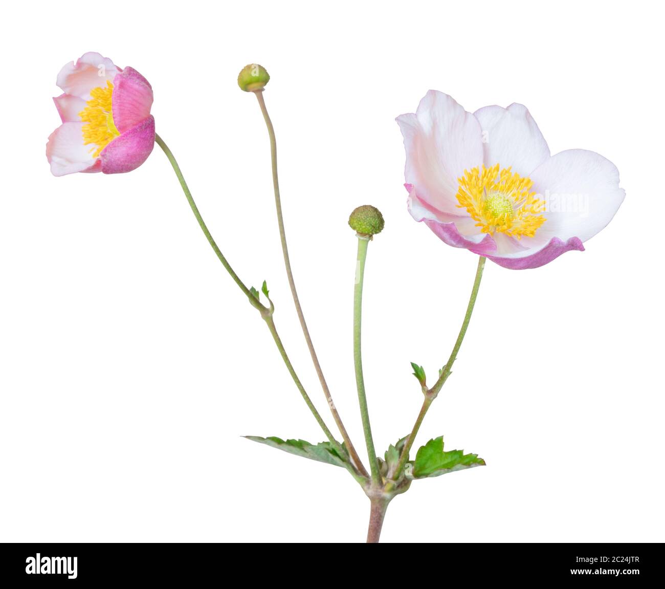 Beautiful Anemone Shrub (Daisy Shrub) isolated on white background ...