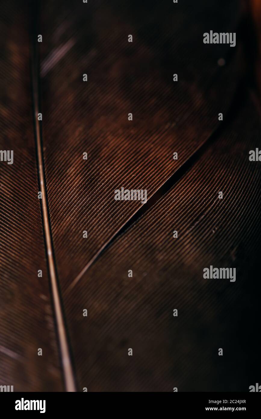 Eagle feather texture hi-res stock photography and images - Alamy