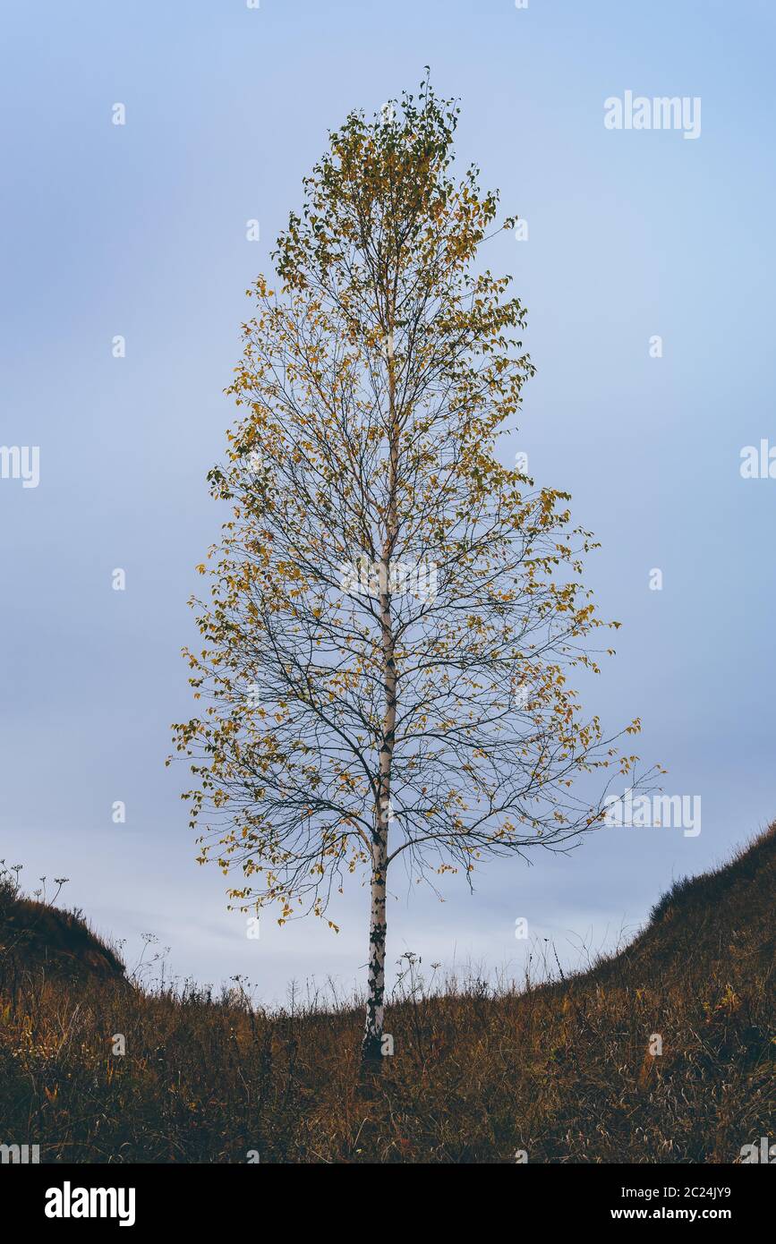 Single birch tree hi-res stock photography and images - Alamy