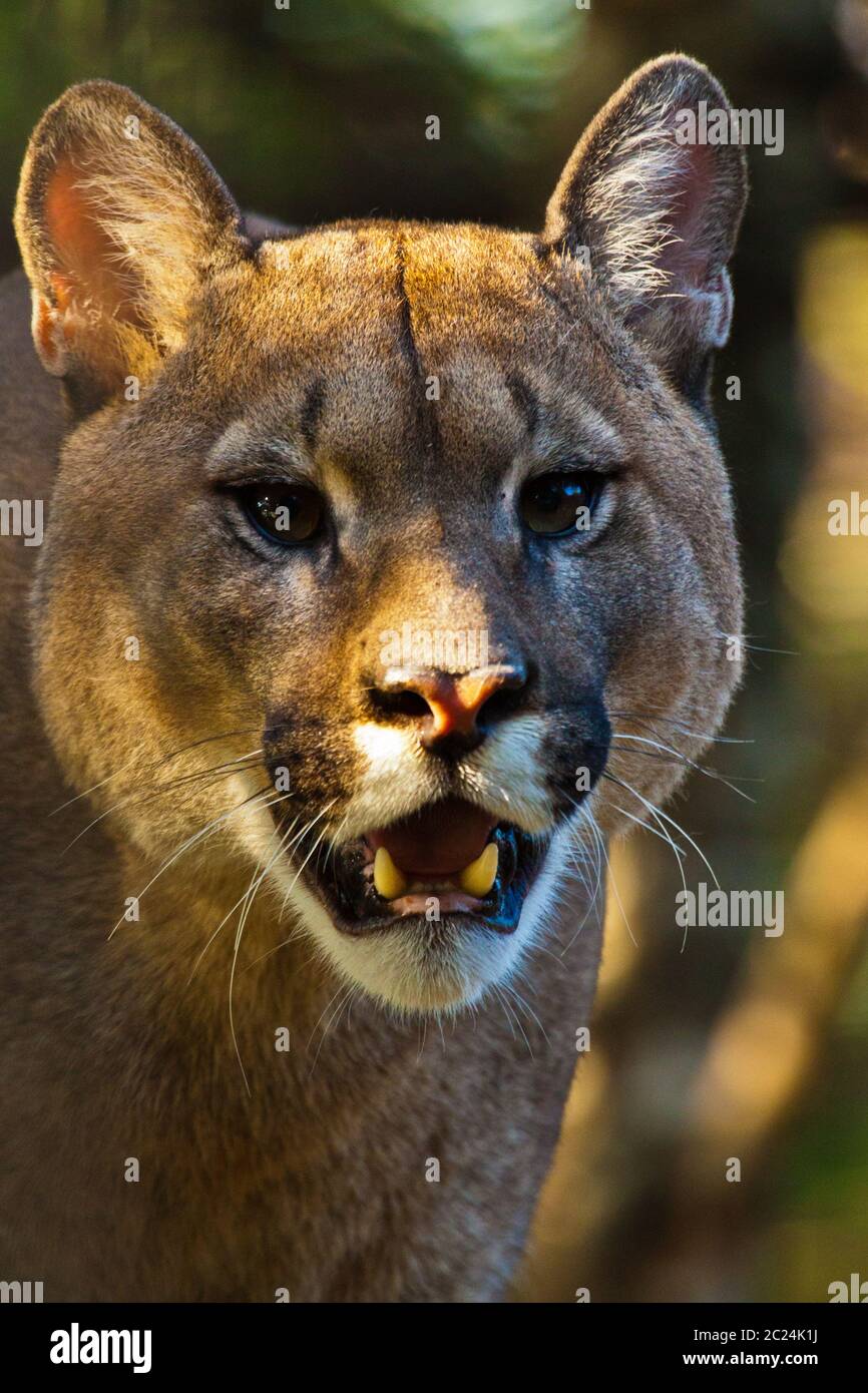 cougar (Puma concolor Stock Photo - Alamy