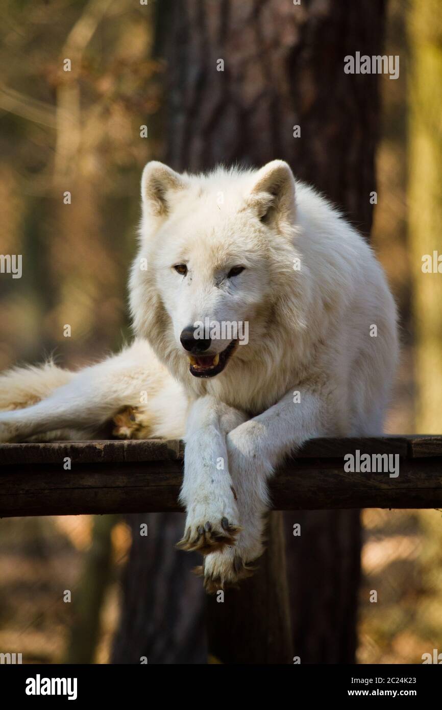 Arctic wolf (Canis lupus arctos Stock Photo - Alamy