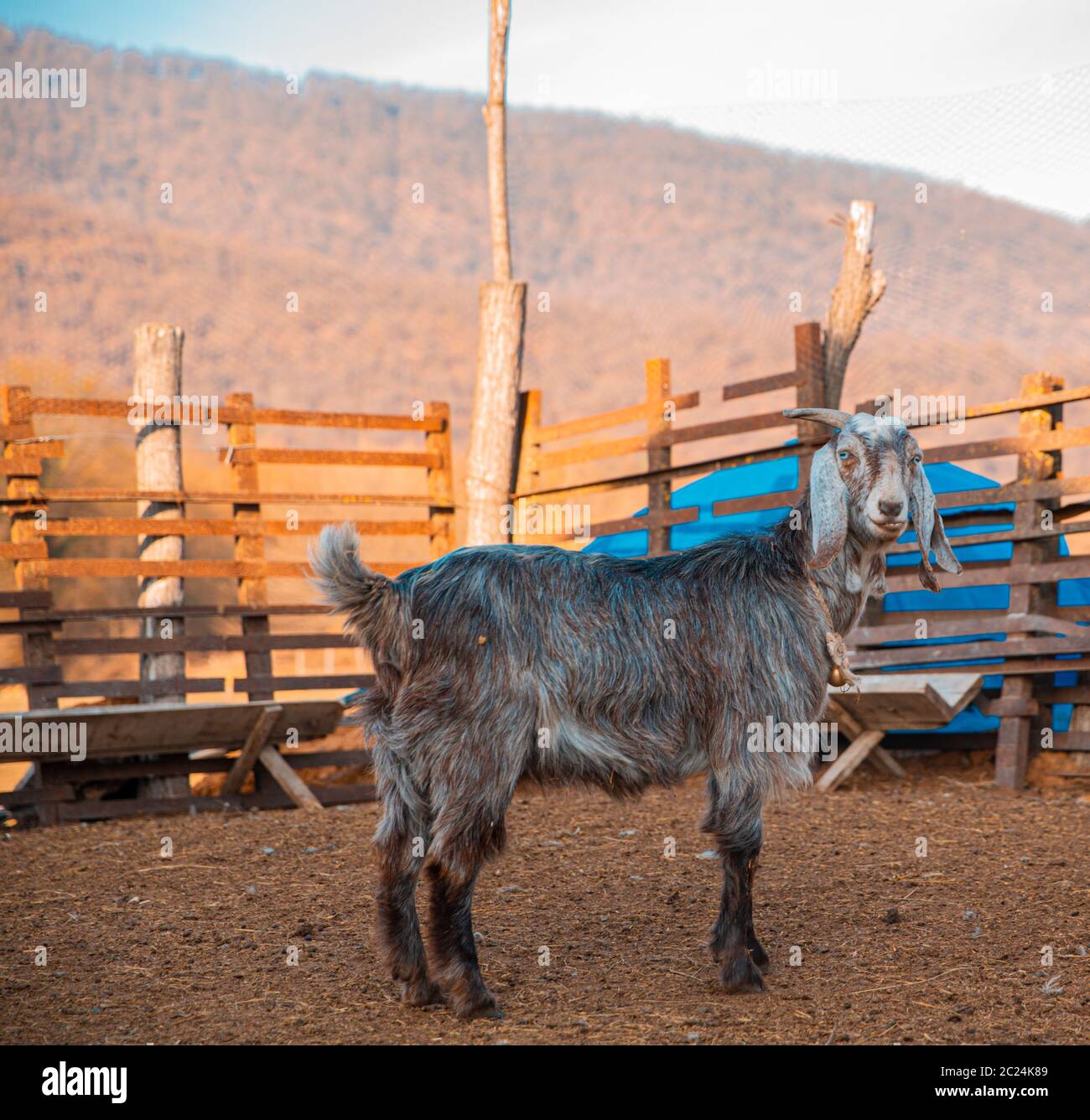 Grey domestic donkey hi-res stock photography and images - Alamy