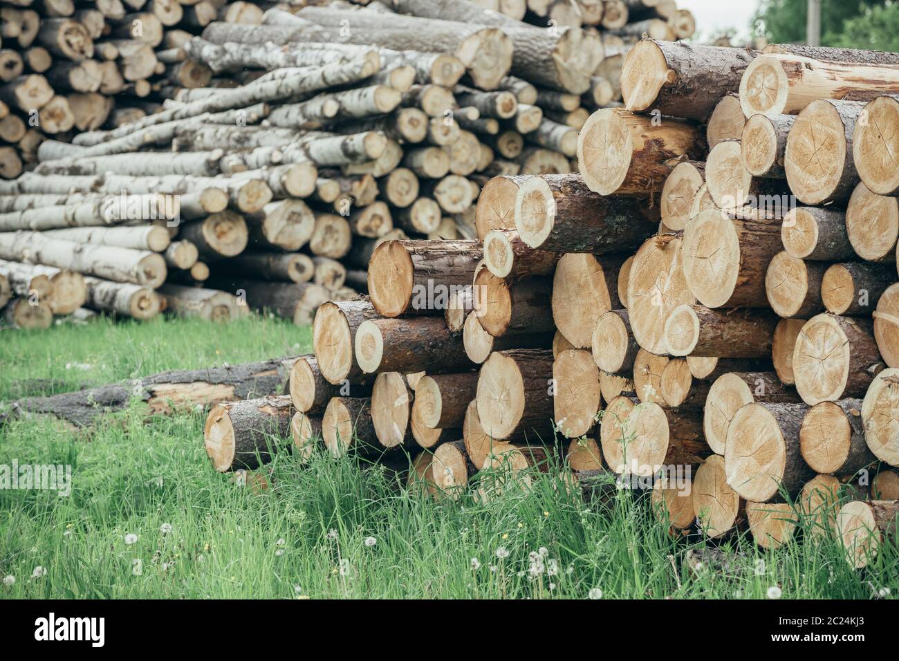 logs of various trees photographed from the saw cut Stock Photo - Alamy