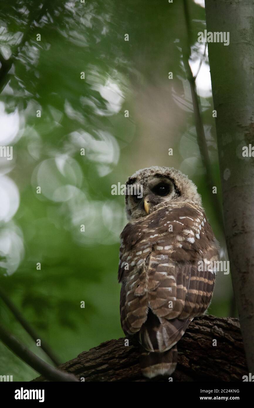 Barred Owl looking over its shoulder Stock Photo - Alamy
