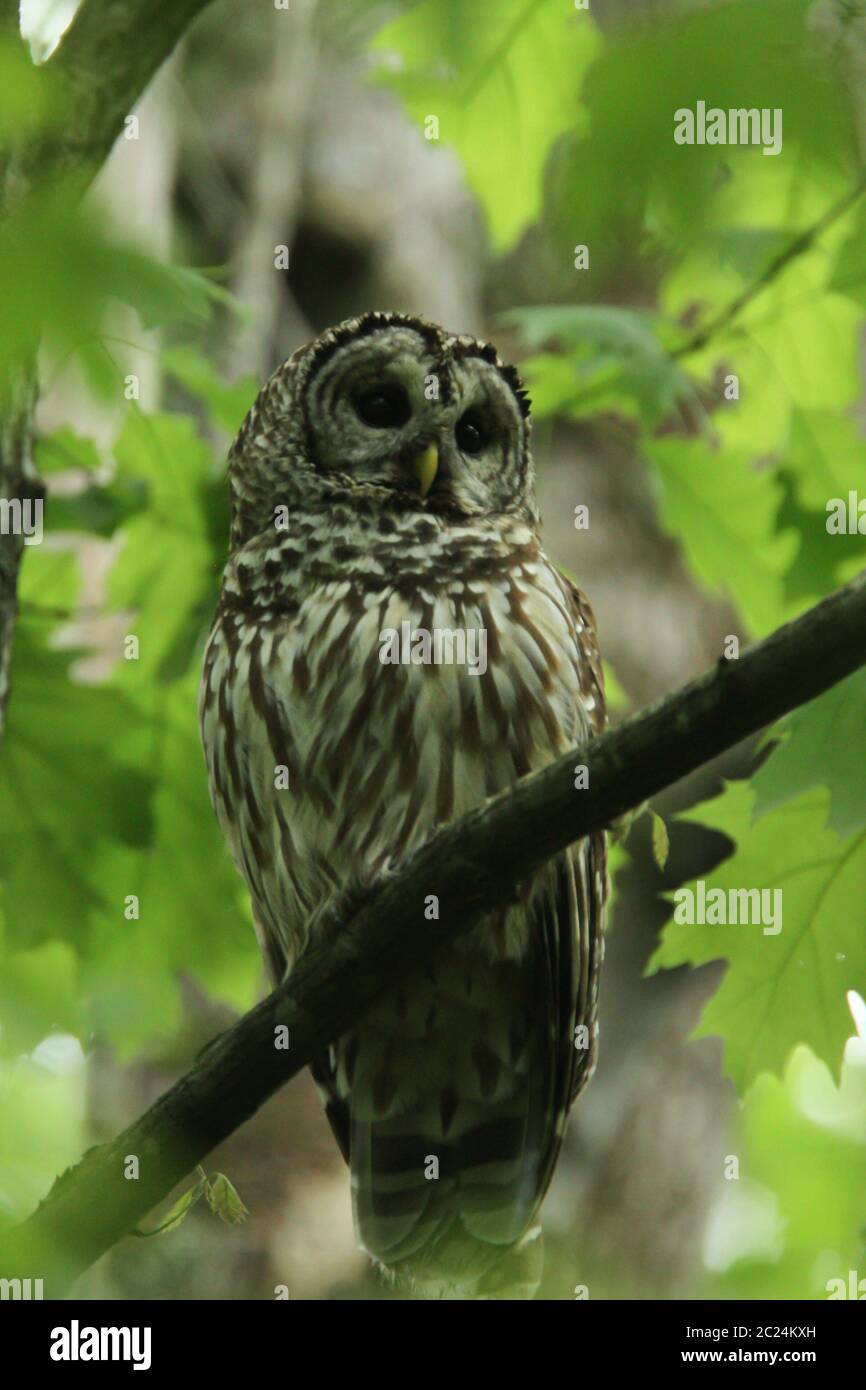 Owl body hi-res stock photography and images - Alamy