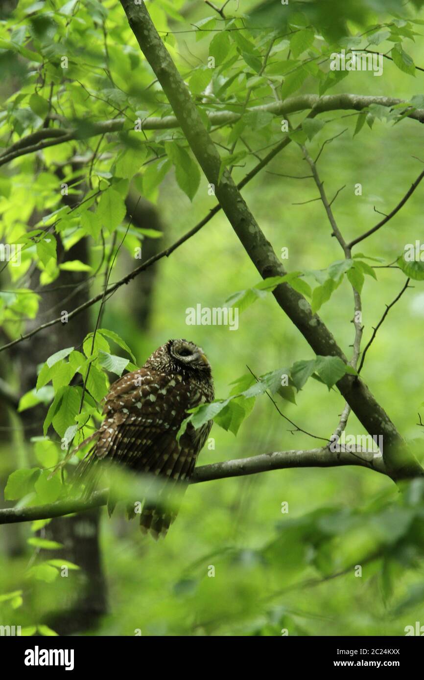 Owl flying trees hi-res stock photography and images - Alamy