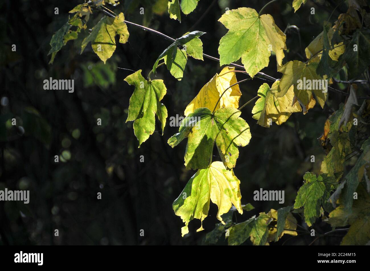 Botany colors hi-res stock photography and images - Alamy