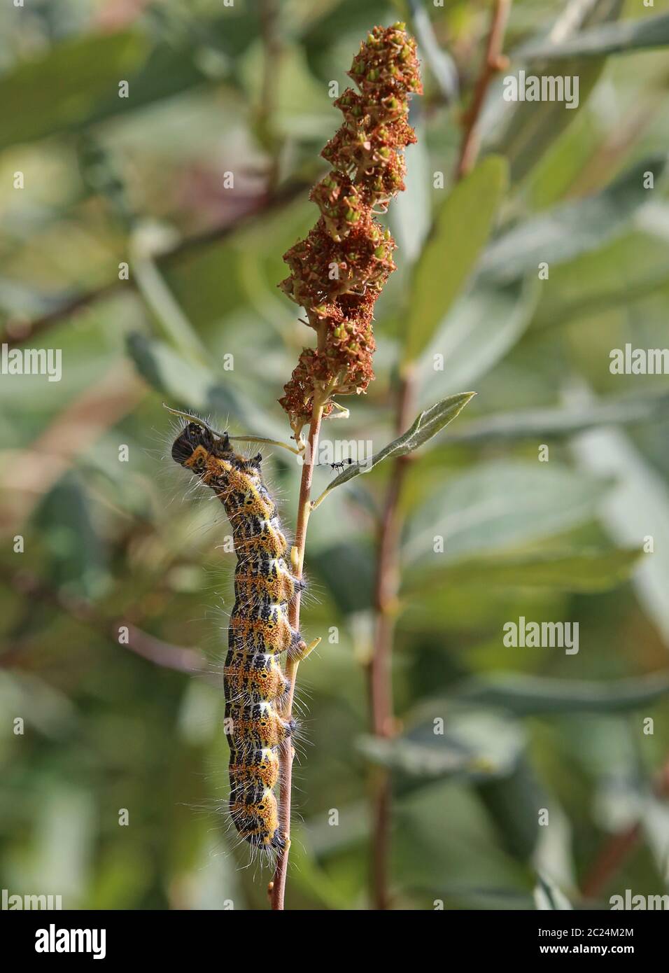 Older caterpillar of the moonbird Phalera bucephala Stock Photo - Alamy