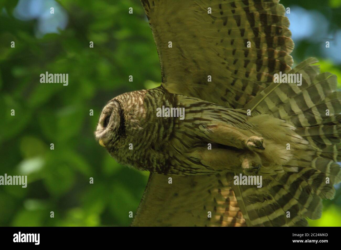 Barred owl in flight hi-res stock photography and images - Alamy