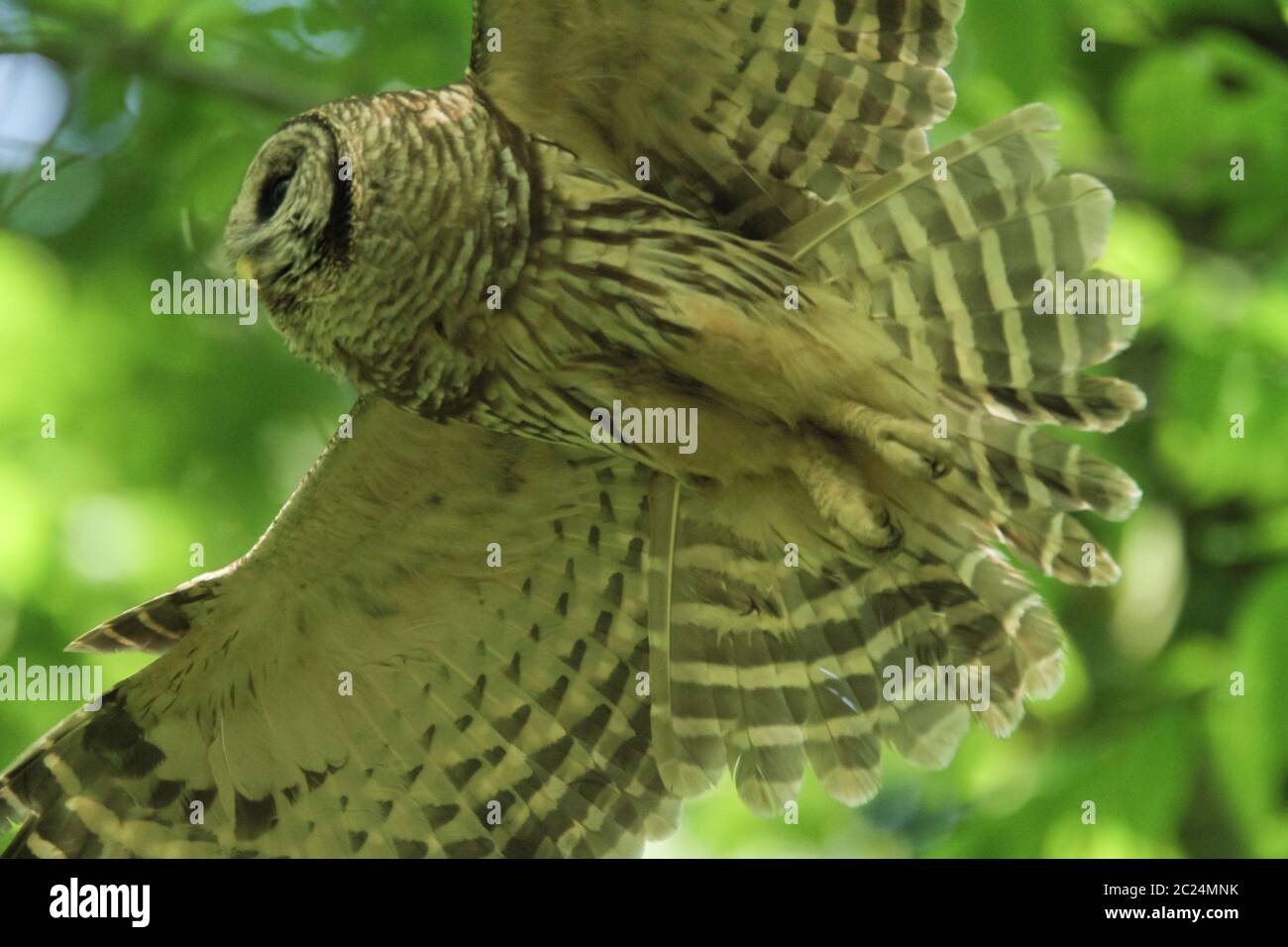 Mid-flight shot of a Barred Owl Stock Photo - Alamy