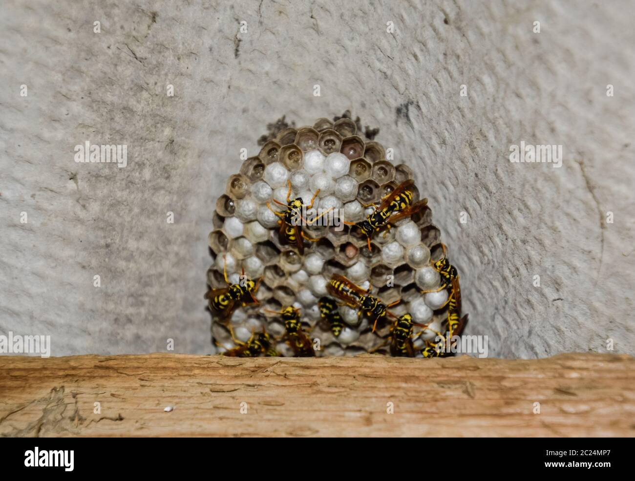 Hornet's nest under the roof of the barn. Polist Wasps Nest Stock Photo ...