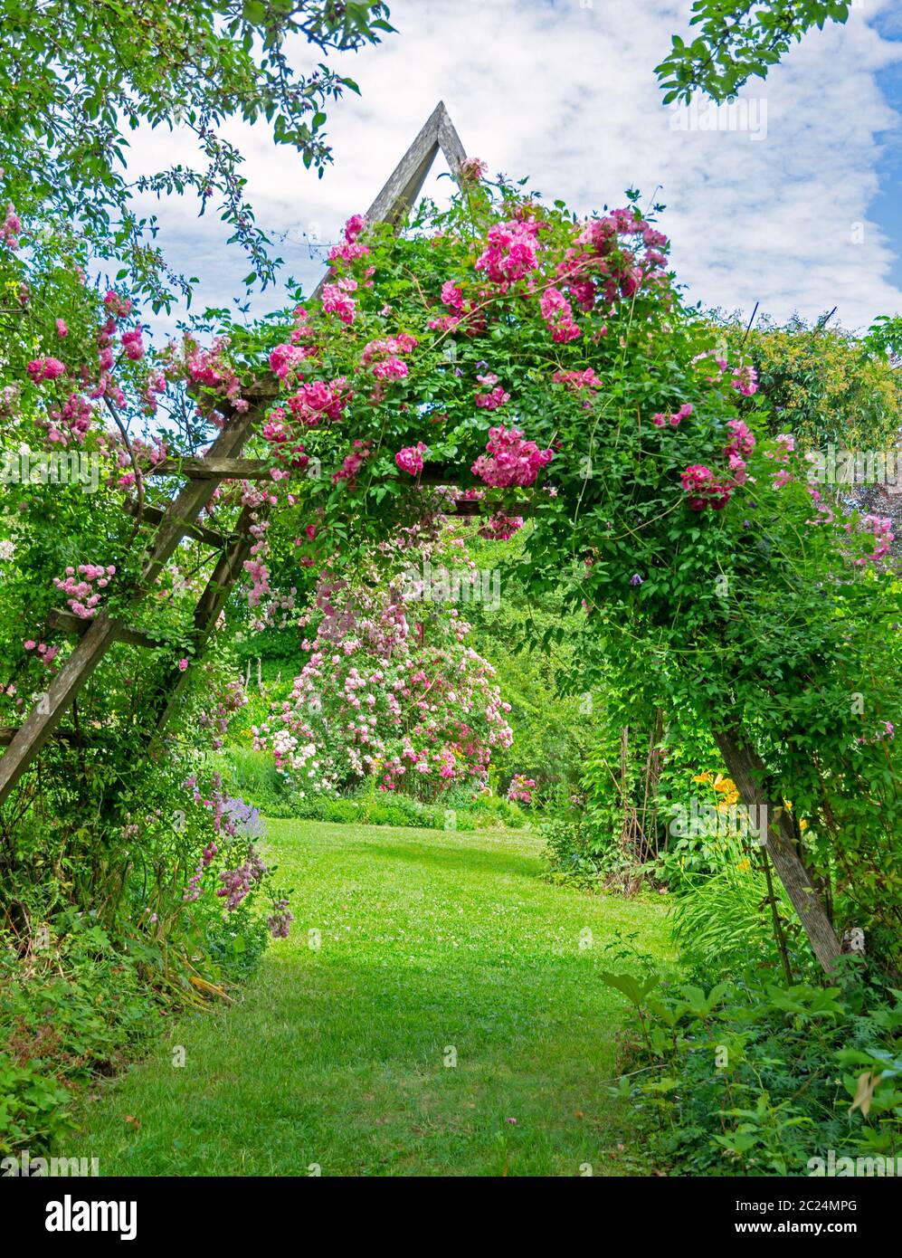 Idyllic rose garden with pink flowering rambler roses Stock Photo - Alamy