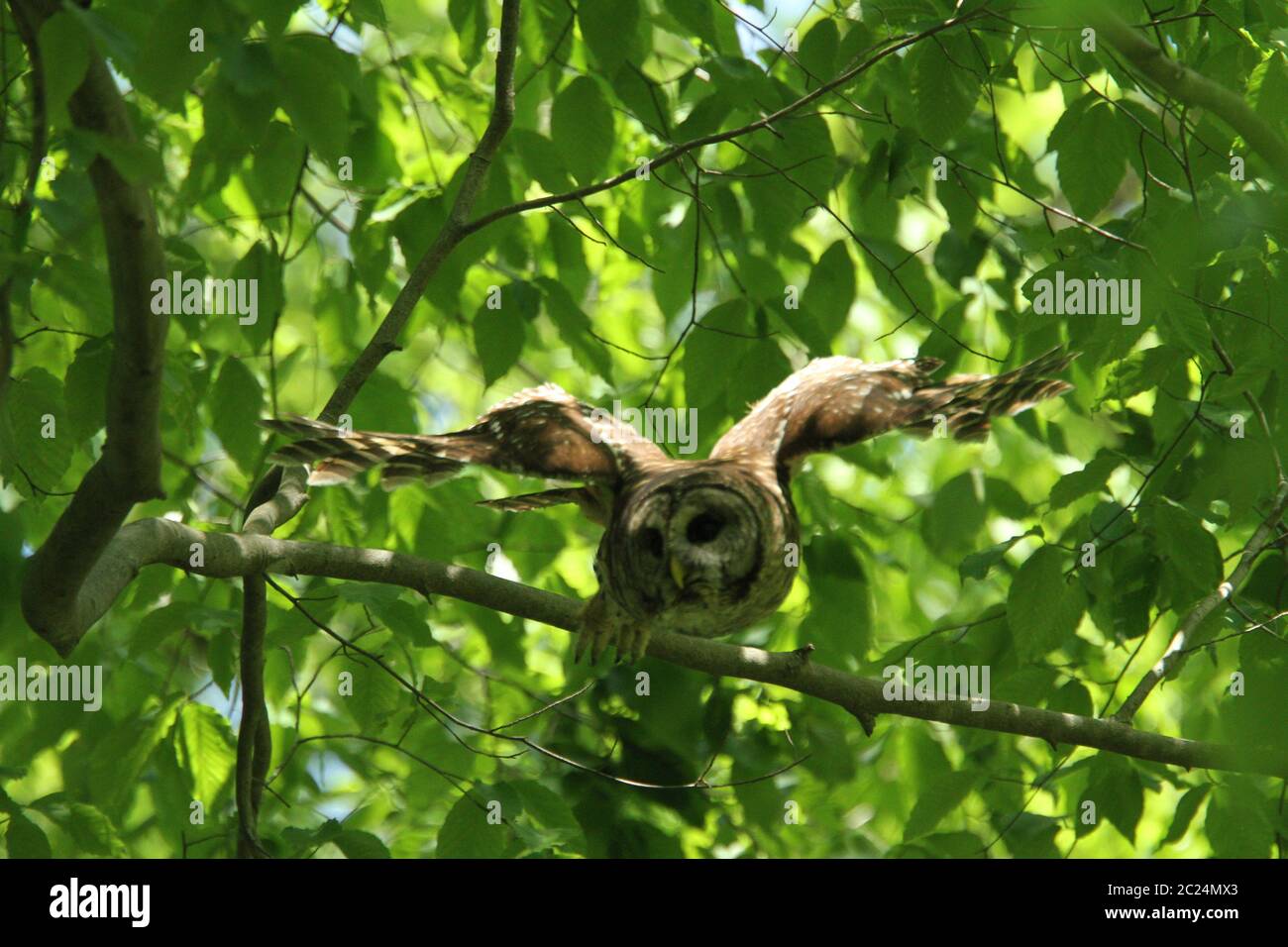 Barred owl flying hi-res stock photography and images - Alamy