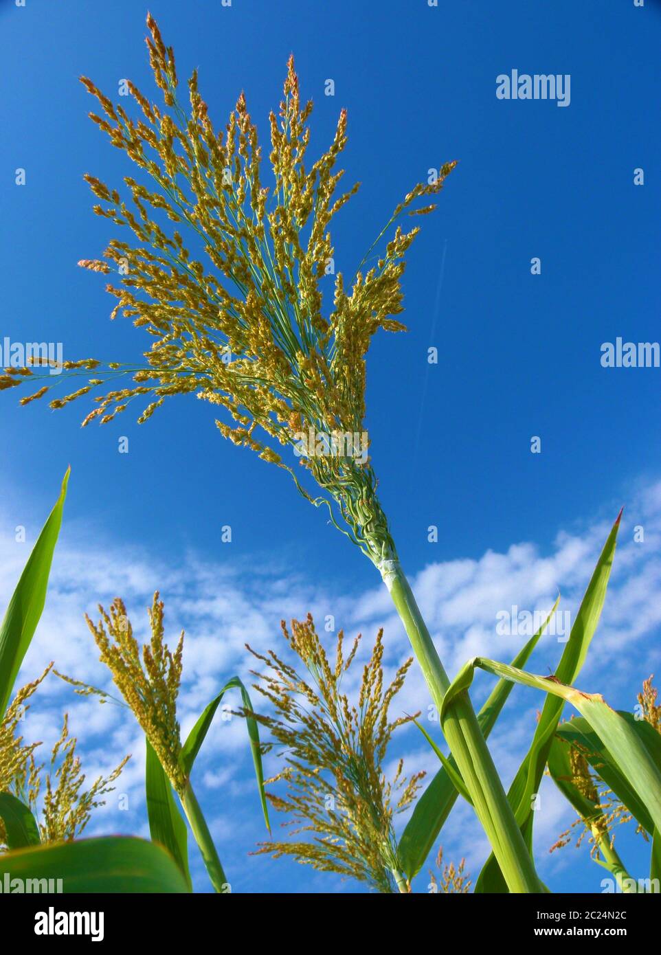 Sorghum millet from the ground perspective against the blue sky Stock ...