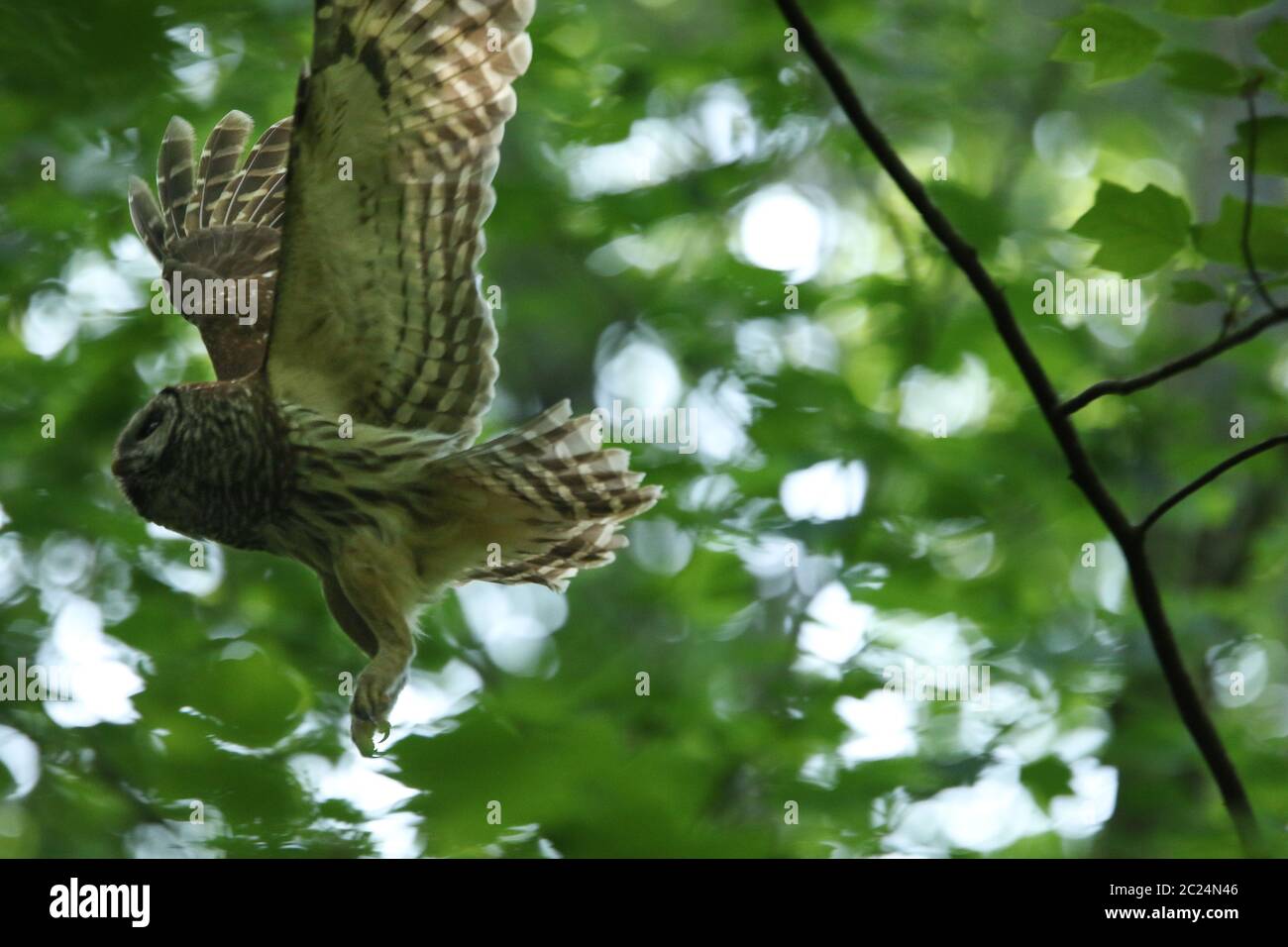Owl barred owl hi-res stock photography and images - Alamy