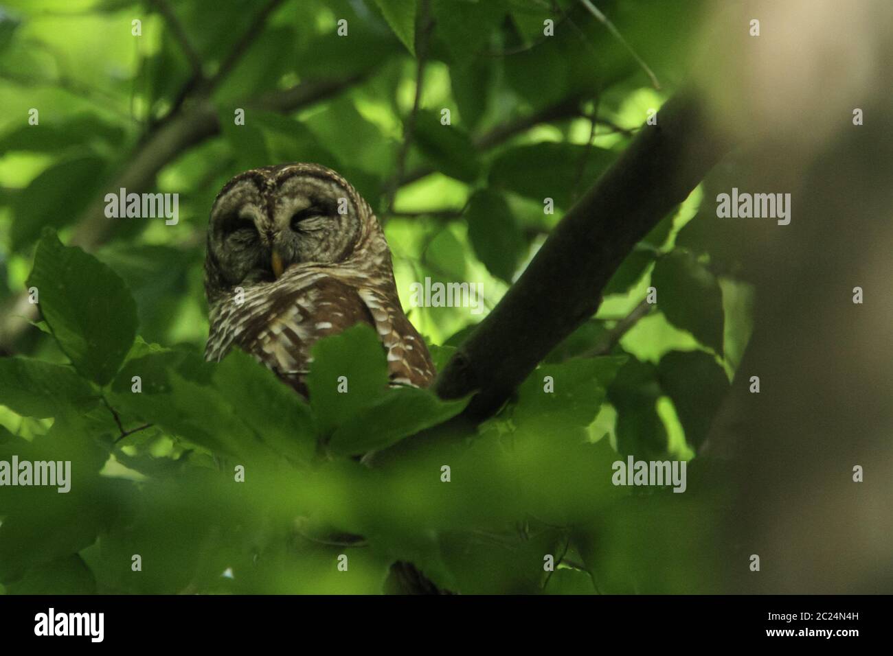 This sleeping barred owl was just well sleeping on her perch near her ...