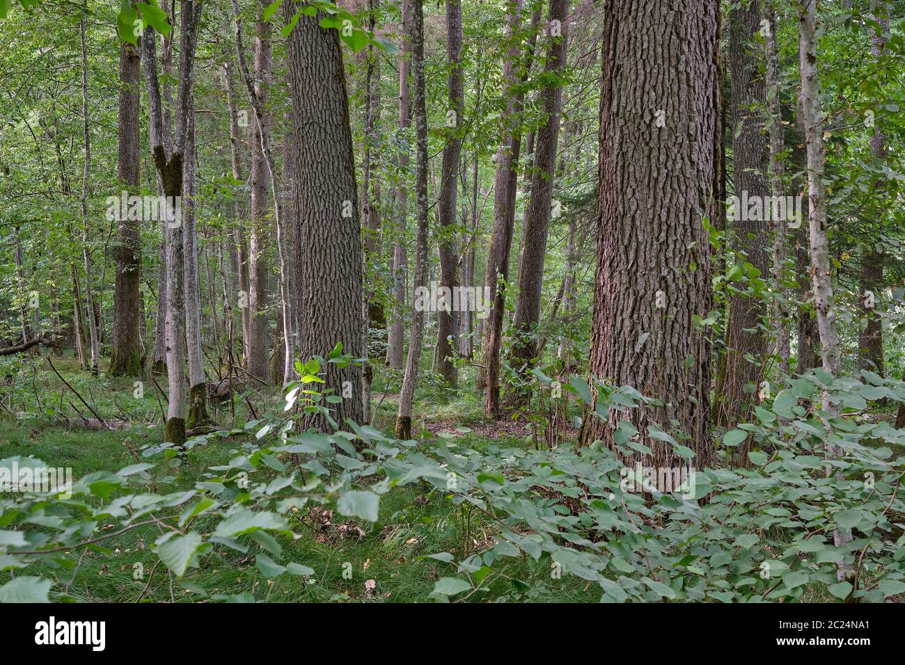 Deciduous tree stand in summer with oak and alder old trees among ...