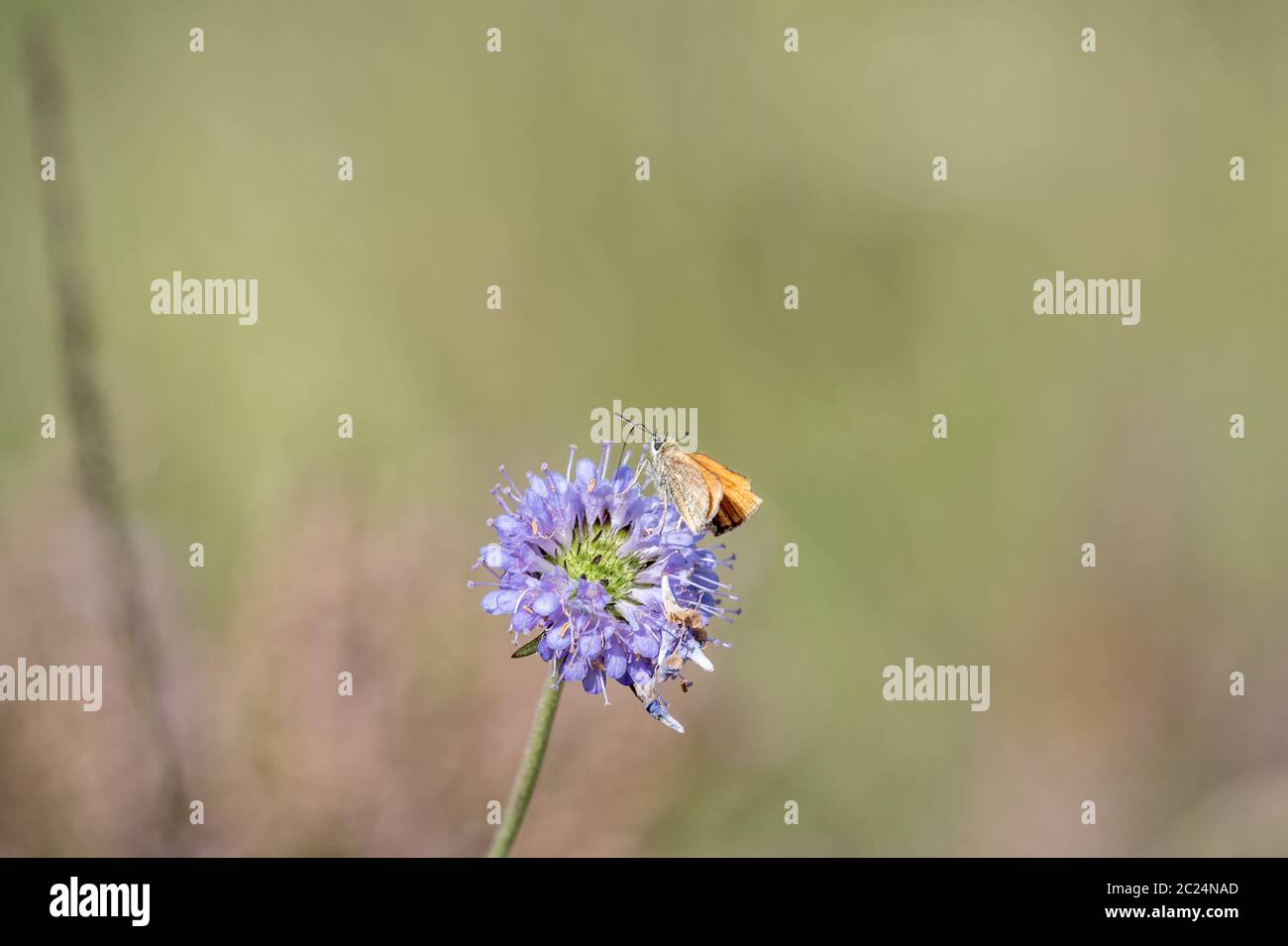 Brown flying insect hi-res stock photography and images - Alamy