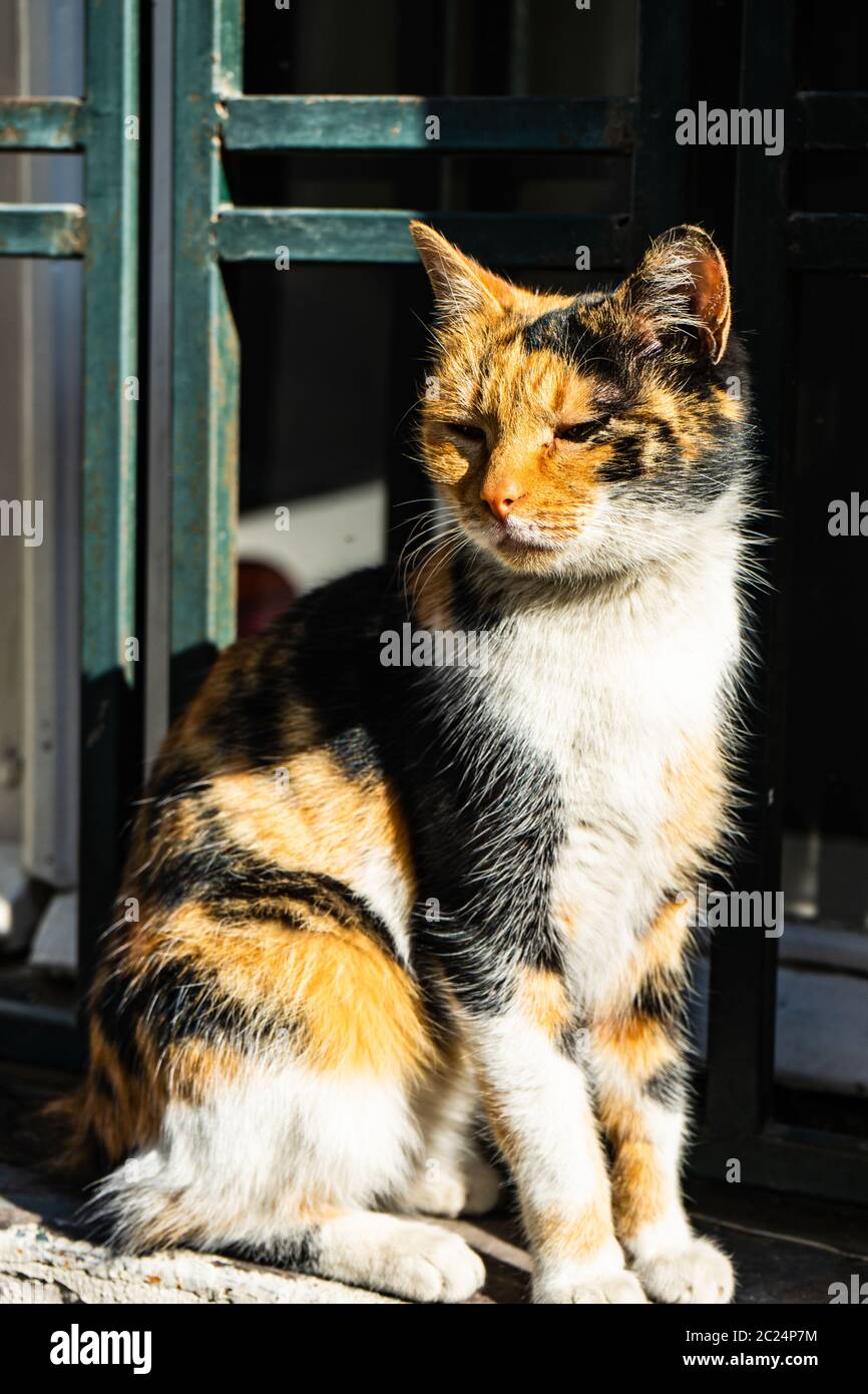 Cat coat colors hi-res stock photography and images - Alamy