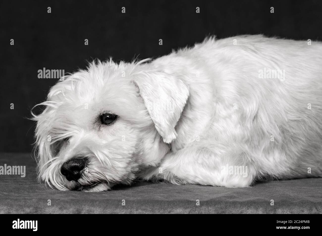 The sad white schnauzer dog is lying down, pet depression Stock Photo ...