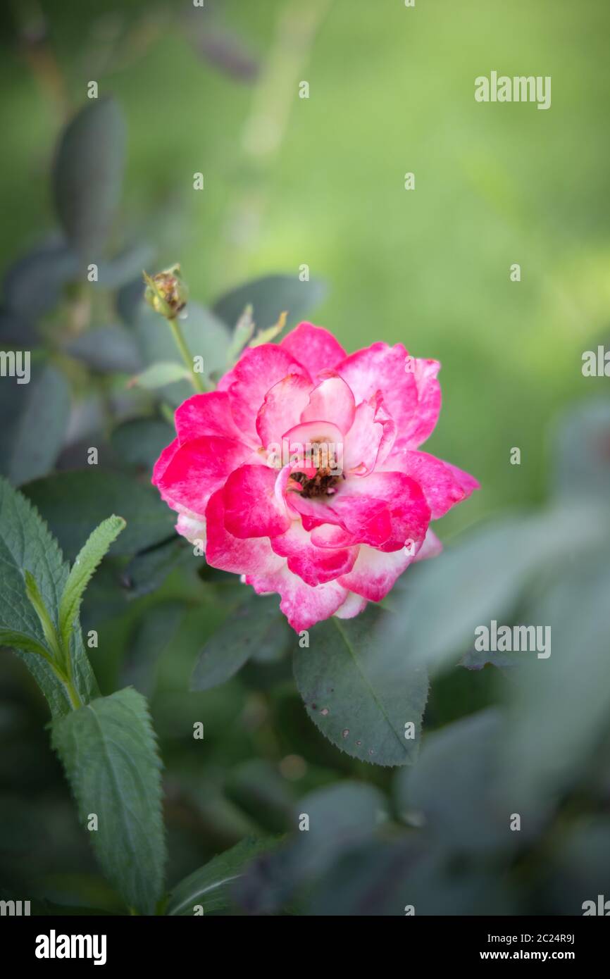 Roses in the garden, Roses are beautiful with a beautiful sunny day ...