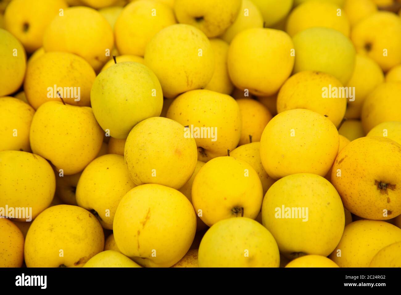 Yellow traditional caucasian sort of apples Stock Photo - Alamy